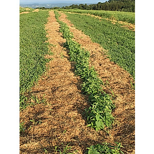 MagJo Naturals Farm Direct Catnip, Freshest Available, Bulk Bag (1 Pound)