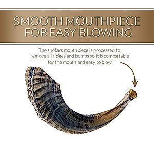 KOSHER ODORLESS NATURAL SHOFAR | Genuine Rams Horn | Smooth Mouthpiece for Easy Blowing | Includes Velvet like Drawstring Bag and Shofar Blowing Guide (12”-14”)