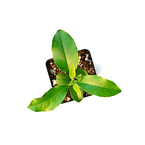 Nules Clementine Starter Plant. Citrus Clementina. 3" - 5"