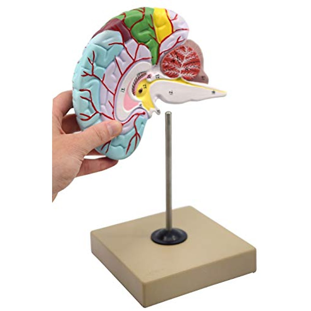 Functional Human Brain Model, Cross Section - 1/2 Size - Color Coded & Numbered with Key Card - Includes Mount - Eisco Labs