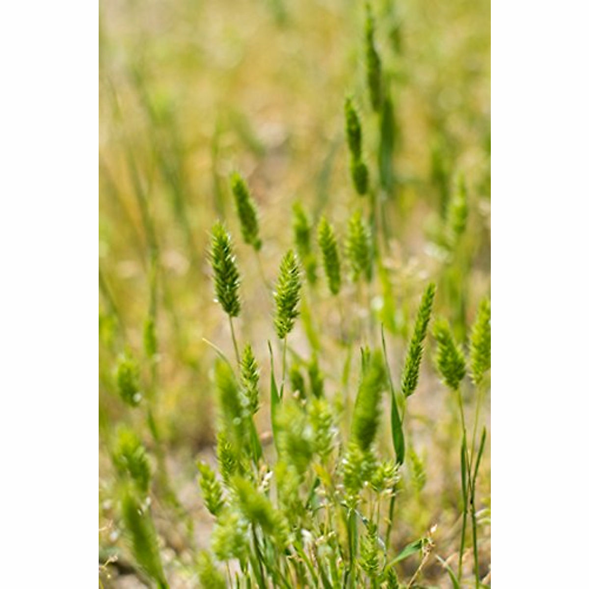 Timothy Grass Seed Climax 1 Pound OrOlam