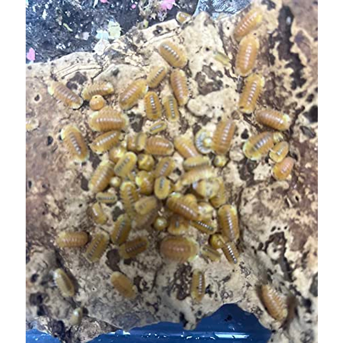 Bugzy Bugs Blonde Rubber Ducky 6 Count Cubaris Isopods Roly Poly Cleanup Crew Feeders for Terrarium Reptile Insect Pet Food