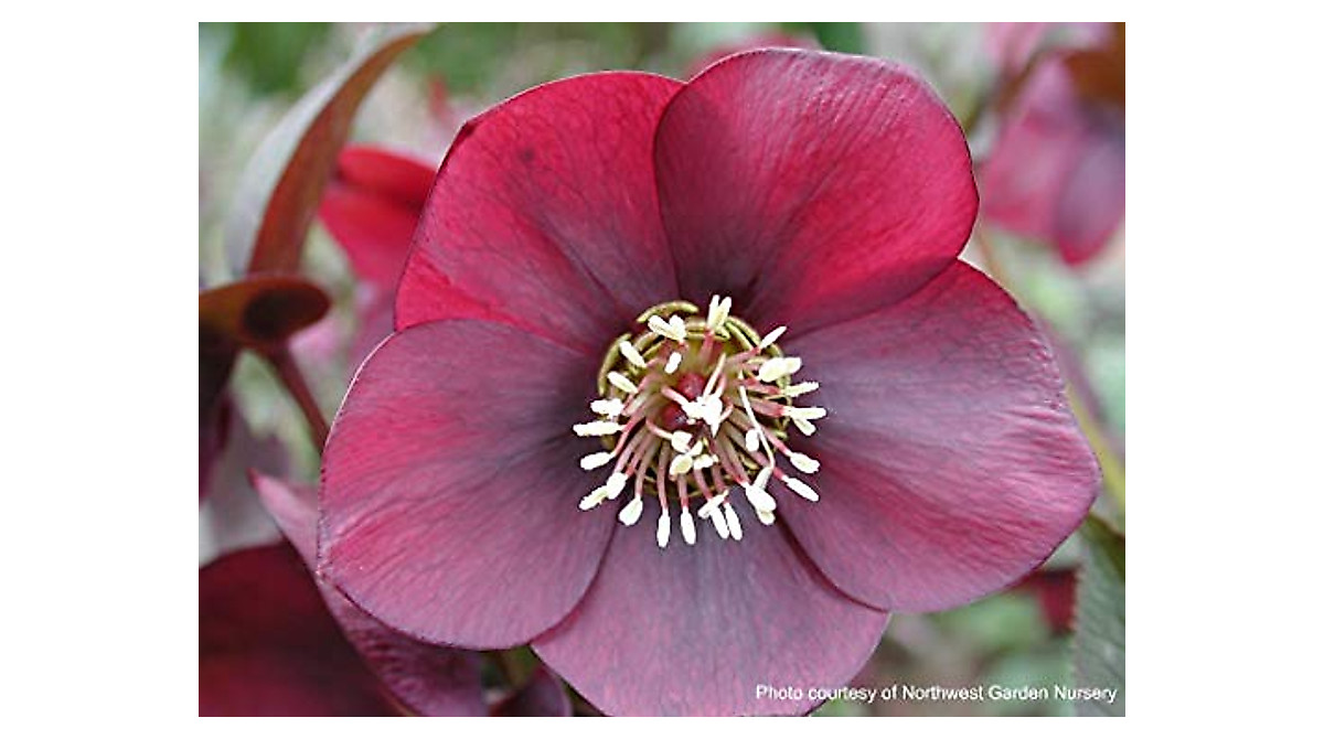 Helleborus 'Ruby Wine' Lenten Rose - Winter to Spring Blooming Perennial