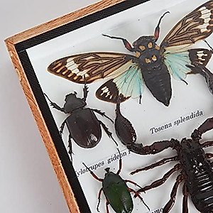 9 Real MIXS Very Rare Insect Taxidermy Set in Boxes Display for Collectibles