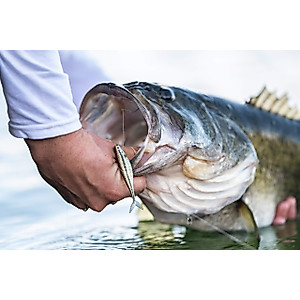 Berkley PowerBait The Champ Minnow Fishing Soft Bait, HD Rainbow Shiner, 3.4in