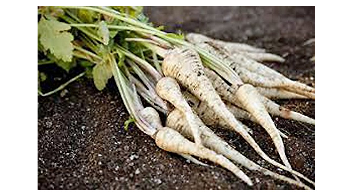 Grow Harris Model Parsnip Seeds - Heirloom, Non-GMO, Sweet