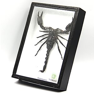 TAXIBUGS Real Exotic Poisonous Scorpion – Preserved Taxidermy Insect Bug Collection Framed in a 3D Wooden Frame as Pictured Taxidermy (Black Wooden Box)