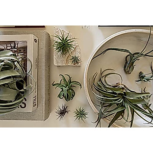 ragnaroc Live Air Plants - Tillandsia Variety, Regular 1-3" - 15ct - Live Arrival Guaranteed, House Plants for Home Decor & Gift