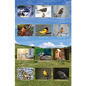 Small World Greetings Song Bird Note Cards With Identification Card 12 Count-Blank Inside with White Envelopes-A2 Size 5.5" x 4.25"-Bird Stationery-All Occasion-Birthday, Thank You, and More
