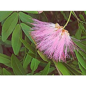 SCHULTZII Pink Powder Puff Tree Live Plant Oriental Rose Cascade Calliandra Unique Flowers Bonsai Starter Plant 4 Inch Pot Emerald tm