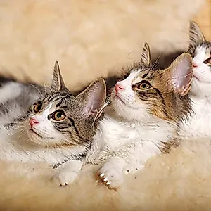 WILLBOND 200 Pieces 20 Color Cat Claw Caps with 10 Pcs Adhesive Glues and 10 Pcs Applicators Cat Claw Covers Cat Nail Tips with Instruction for Pets Cats