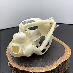 CEZUIC 1pcs Unique Real Cat Skull, Dog Skull, Fox Skull. Taxidermy Skull Collection,Specimen, Decorations (4)