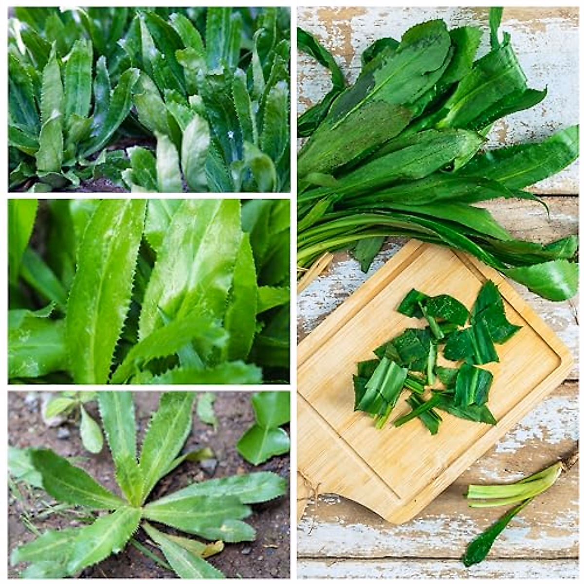 Seed Needs, Culantro Seeds - 300 Heirloom Seeds for Planting Eryngium foetidum - Non-GMO & Untreated Tropical Herb to Plant Indoors or Outdoors (2 Packs)