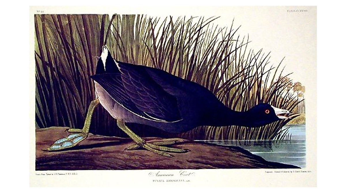 American Coot. From"The Birds of America" (Amsterdam Edition) — 🛍️ The ...