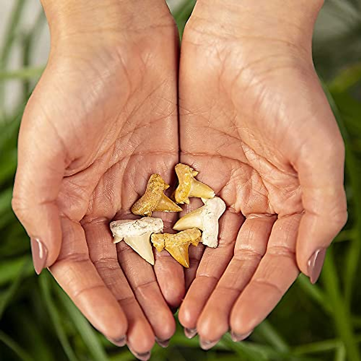 KALIFANO Authentic Fossilized Prehistoric Mini Wire Wrapped Shark Teeth (9 Pack) from Morocco - Lot Shark Tooth for Fossil Collections and Bulk Jewelry Making (Information Card Included)