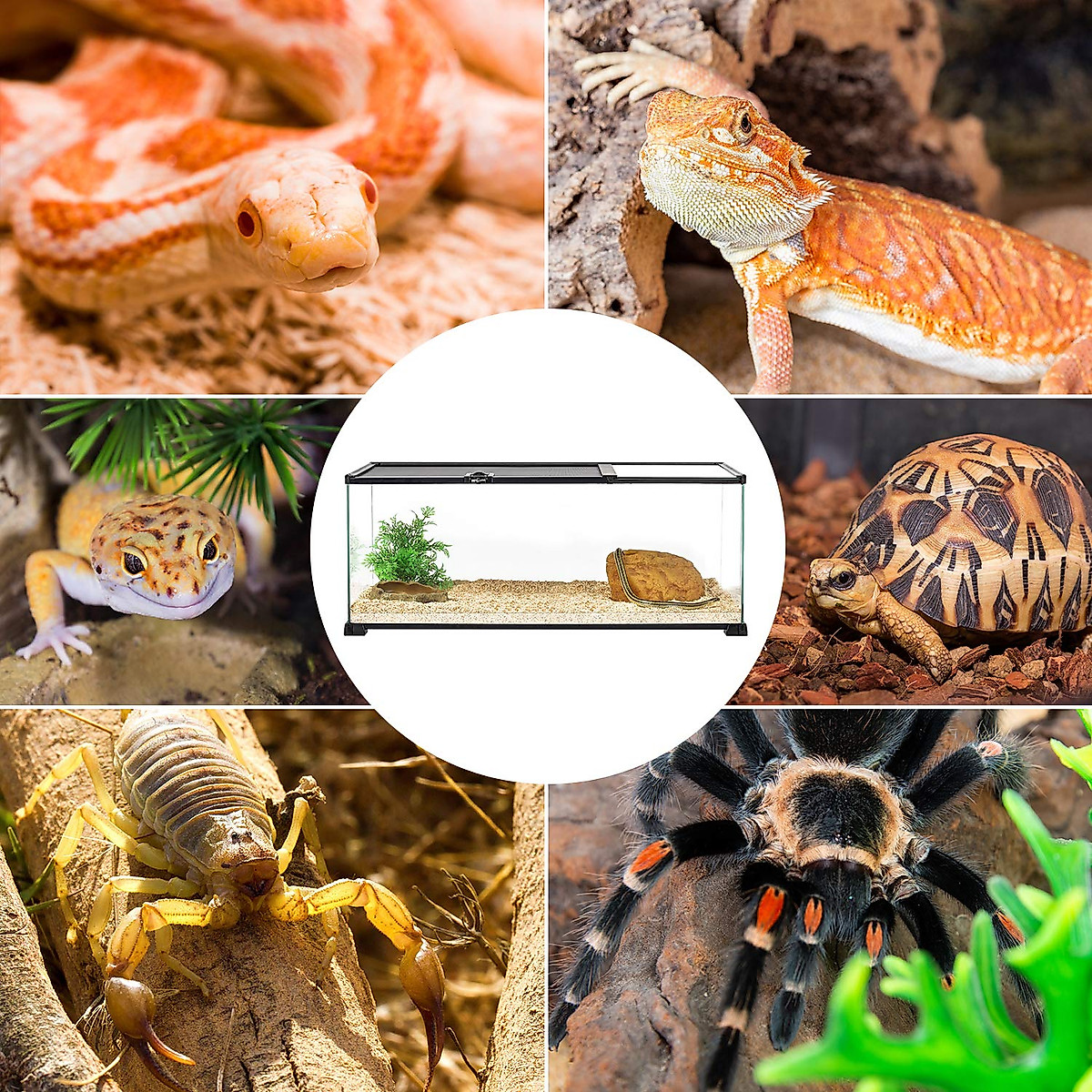 REPTI ZOO 20 Gallon Reptile Glass Terrarium Easy Clean Tank 30" x 12" x 12" Dual Top Sliding Top Cover for Reptile Snake Hamster Hedgehog Small Animals (Knock-Down)