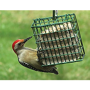C&S Woodpecker Treat 11 Ounces, 12 Pack