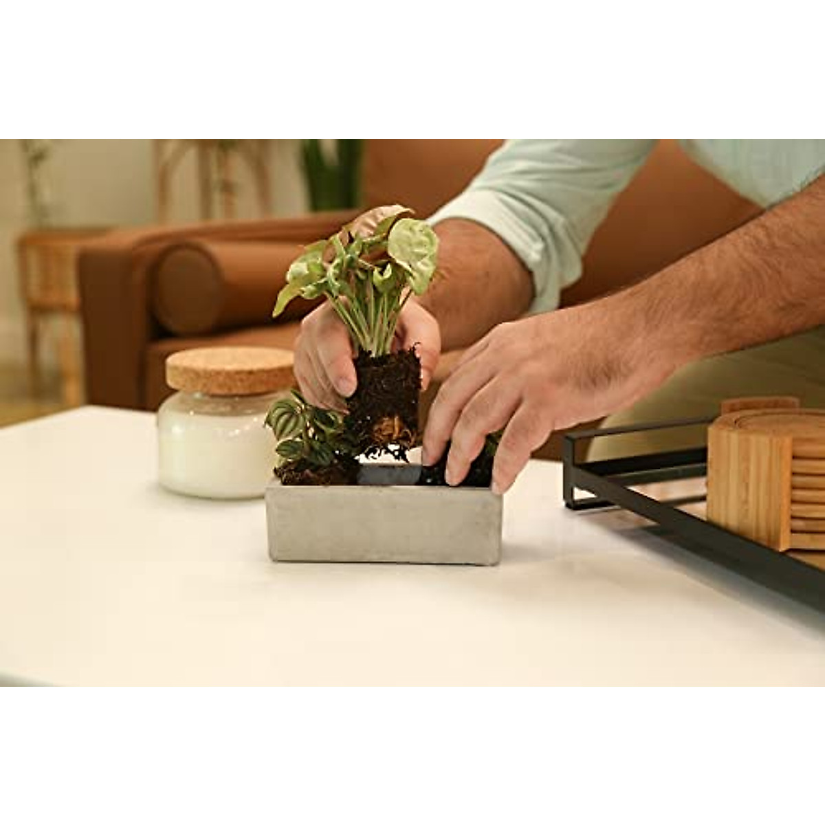 Costa Farms Mini Houseplants (6 Pack), Easy Grow Live Indoor House Plants in Nursery Plant Pots, Grower's Choice with Soil Potting Mix, Potted Home Décor Planter or Outdoor Garden Gift