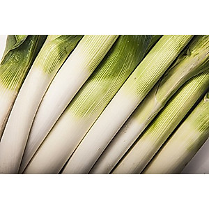 Leek Seeds “Carentan” – Full Leek Flavor with a Smaller Profile – Frost Tolerant | Seeds by Liliana's Garden |