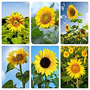 Giant Sunflower Seeds For Planting 15 Kinds of Mix Mammoth Flower Non-GMO Heirloom Outdoor Garden Home Easy to Plant (1500+)
