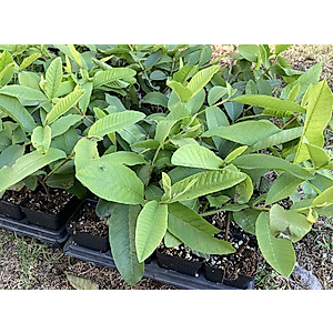 Pink Guava Plant - Psidium Guajava - Live Plant