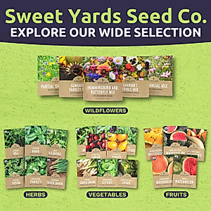 Organic English Thyme Seeds – Seed Packet of Over 8000 Open Pollinated Non-GMO Seeds – Sweet Yards Seed Co.