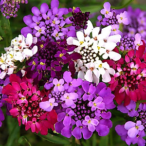 Candytuft Seeds (Dwarf) - Fairy Mix - 1 Pound - Purple/Pink/White Flower Seeds, Heirloom Seed Attracts Bees, Attracts Butterflies, Attracts Pollinators, Edible, Extended Bloom Time, Fragrant