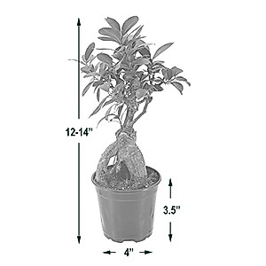Arcadia Garden Products LV61 Ginseng Ficus Live Indoor Bonsai Plant in 4 in. Plastic Grower Pot, 4 Inch, Green ***Cannot Ship to Hawaii***