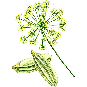 Gaea's Blessing Seeds - Fennel Seeds (2.0g) - Non-GMO Seeds with Easy to Follow Planting Instructions - Herb Seeds 85% Germination Rate
