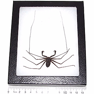 BicBugs Acanthophrynus coronatus Real Framed Whip Scorpion Indonesia VINEGAROON