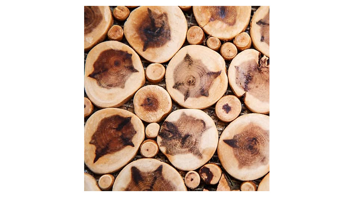 CHUXAY GARDEN Santalum Album Seed,Indian Sandalwood 10 Seeds Exotic ...