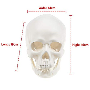Medical Anatomical Skull Model - 1:1 Life Size Replica Anatomy Adult Human Head Bone for Science Lab, Educational