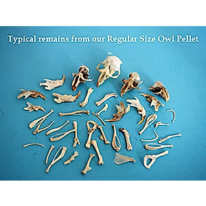 P1-100 Bargain Bucket, 100 Regular Owl Pellets with Teachers Guide and Bone Sorting Sheets