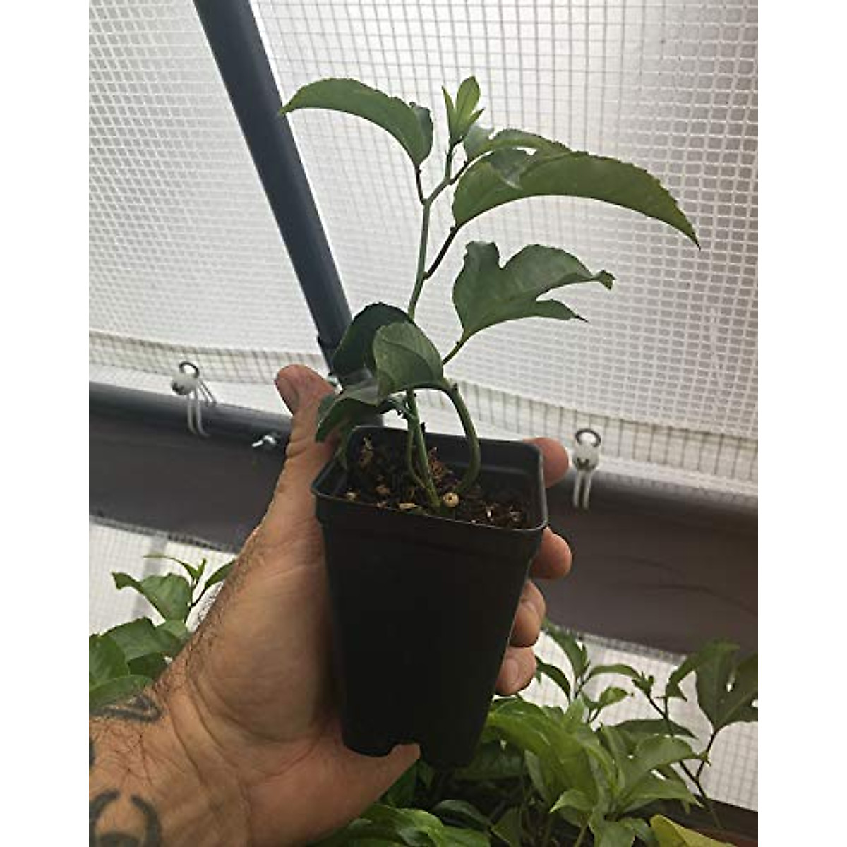 Cold Hardy 'Red Rover' Edible Passiflora Edulis - Edible Purple Passion Flower Fruit Vine - Live Plant