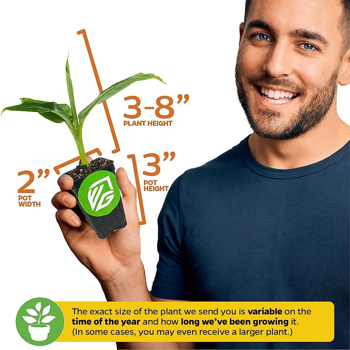 Ice Cream Banana Tree Live Plant (Blue Java) - Musa acuminata × balbisiana - Wellspring Gardens Starter Plant - Easy to Grow Plants for Nature Lovers & Gardeners- Outdoor Planting in Outdoor & Patio