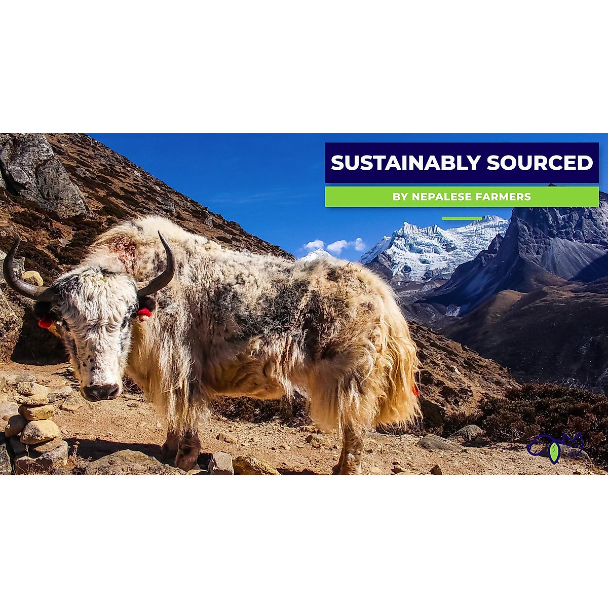 a petter way Himalayan Yak Chews, Natural Dog Treats, Limited Ingredients, 68 Grams of Protein, raw-Hide Alternative, Large Dog Chews for Aggressive chewers (Cheese)