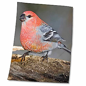 3dRose Colorado, Frisco. Pine grosbeak bird - US06 BJA0107 - Jaynes Gallery - Towels (twl-88853-2)