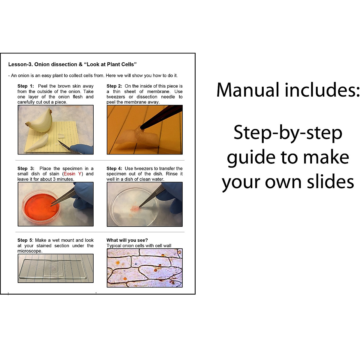 30 ML (1 oz) Methylene Blue and Eosin Y Solutions in Amber Glass Dropper Bottles (for Microscopy)