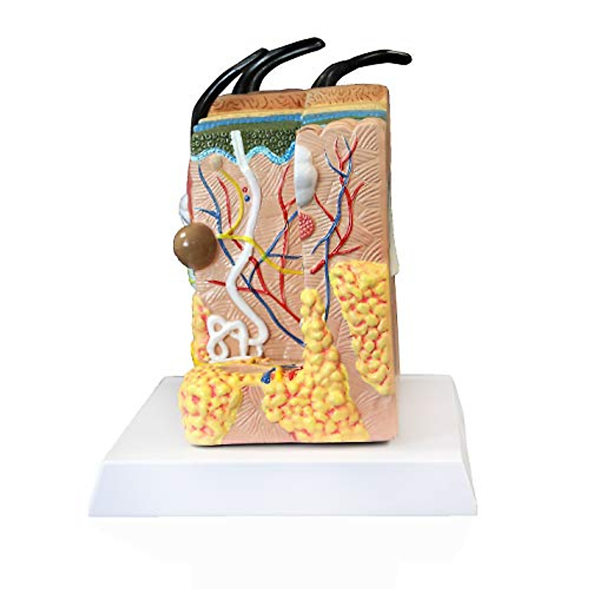 Vision Scientific VAK425 Skin Model | 70x Enlarged | 3 Dimensions | Numbered and Labelled with Key Card