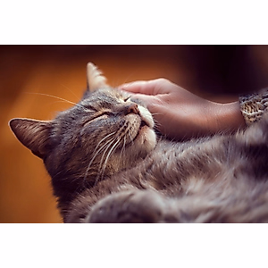 PET SUPPLEMENTS cat Immune System - Immune Support - for Cats - Vet Recommended - CHEWABLE - Selenium for Cats - 1 Bottle (90 Chews)