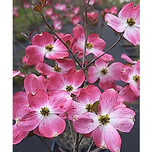 TriStar Plants - Flowering Dogwood Cherokee Brave - 1 Gallon, 4'ft Tall - Rooted Established Pot - ornus Florida 'Comco No. 1, Fast Growing Tree, Spring Flowers