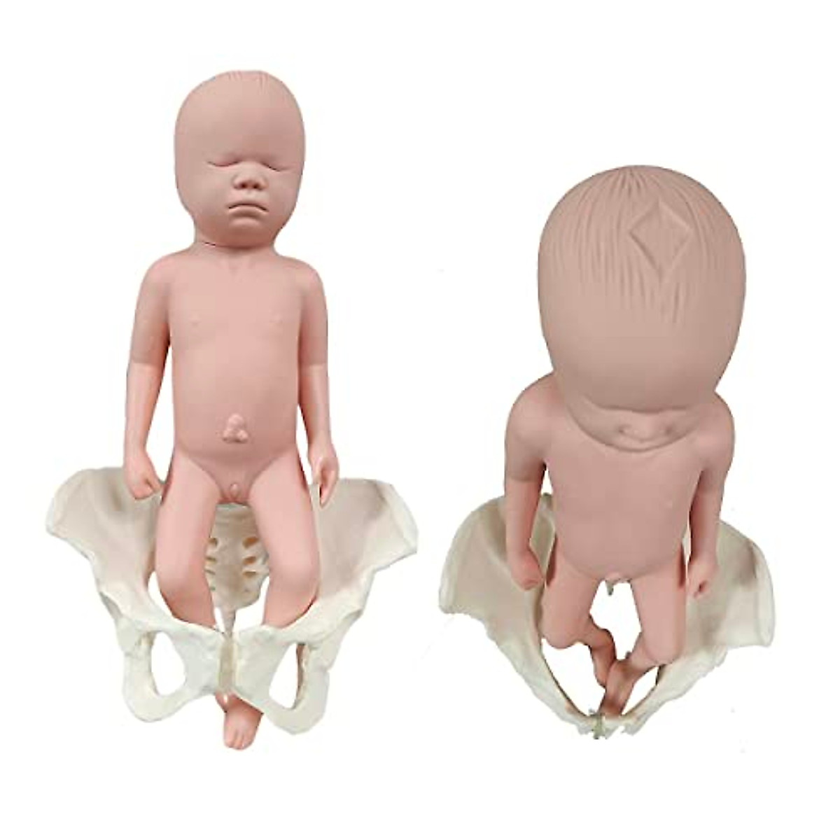 LENFUN Female Pelvis Model with Pelvic Floor Muscles Model, Anatomy Medical Model for Science Education, Midwife in Obstetrics, Gynecology