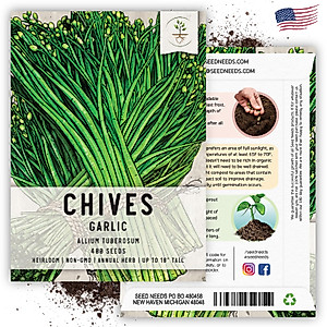 Seed Needs, Garlic Chives Seeds - 400 Heirloom Seeds for Planting Allium tuberosum - Culinary Herb, Non-GMO & Untreated, Chinese Chives for Cooking (1 Pack)