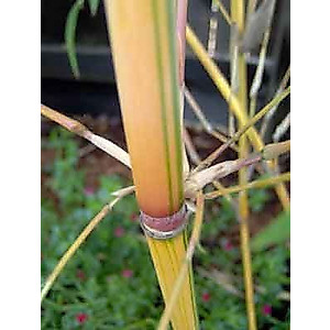Bambusa Alphonse KARR / Golden Hedge Clumping Bamboo - Non-Invasive Variety 1 Gallon Size