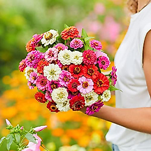 Zinnia Seeds (Dwarf) - Thumbelina - Packet - Pink/Red/Orange Flower Seeds, Heirloom Seed Attracts Bees, Attracts Butterflies, Attracts Hummingbirds, Attracts Pollinators, Easy to Grow & Maintain