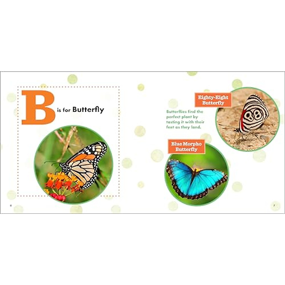 ABC Bug Book for Kids
