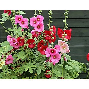 300+ Hollyhock Seeds for Planting