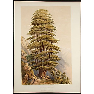 Cedrus Deodara, at Nachar from a drawing by the late Lady Canning (Himalyan Cedar)