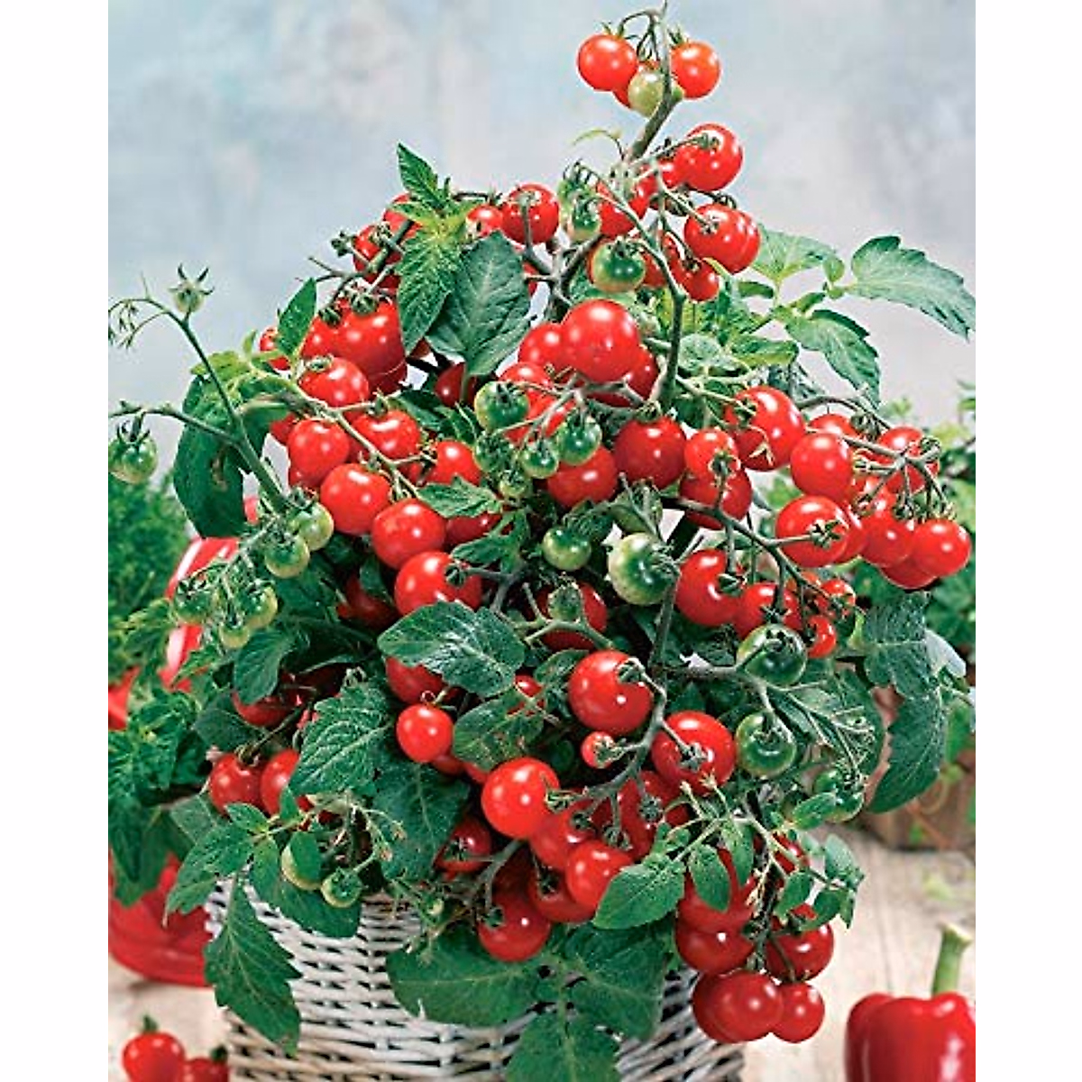NIKA SEEDS - Vegetable Indoor Dwarf Tomato Santa Claus - 25 Seeds