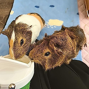 GuineaDad Guinea Pig Pea Flakes - Guinea Pig Food - 1 x 9.5 Ounce Pack - Nourish Series of Pea Flakes for Guinea Pigs - Guinea Pig Treats Help with Bonding - High in Vitamins and Minerals - Large